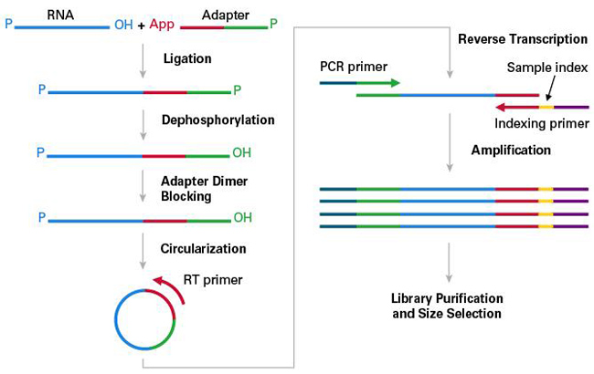 华雅思创生物试剂中国代理商BD品牌Corning康宁公司OriGen Streck cfDNA样品收集管