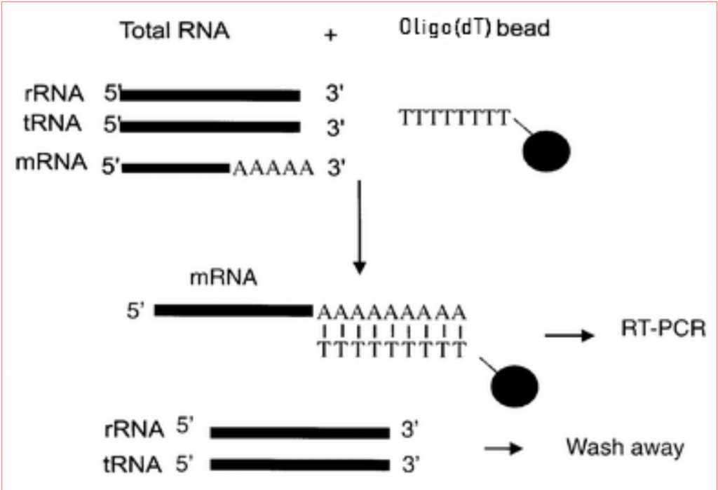 VDOBIOTECK Oligo(dT)30磁性微球 MS04T_华雅思创生物 自营店