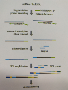 KCTM Stranded mRNA-seq Library Prep Kit for Illumina® mRNA建库试剂盒 NR084-01