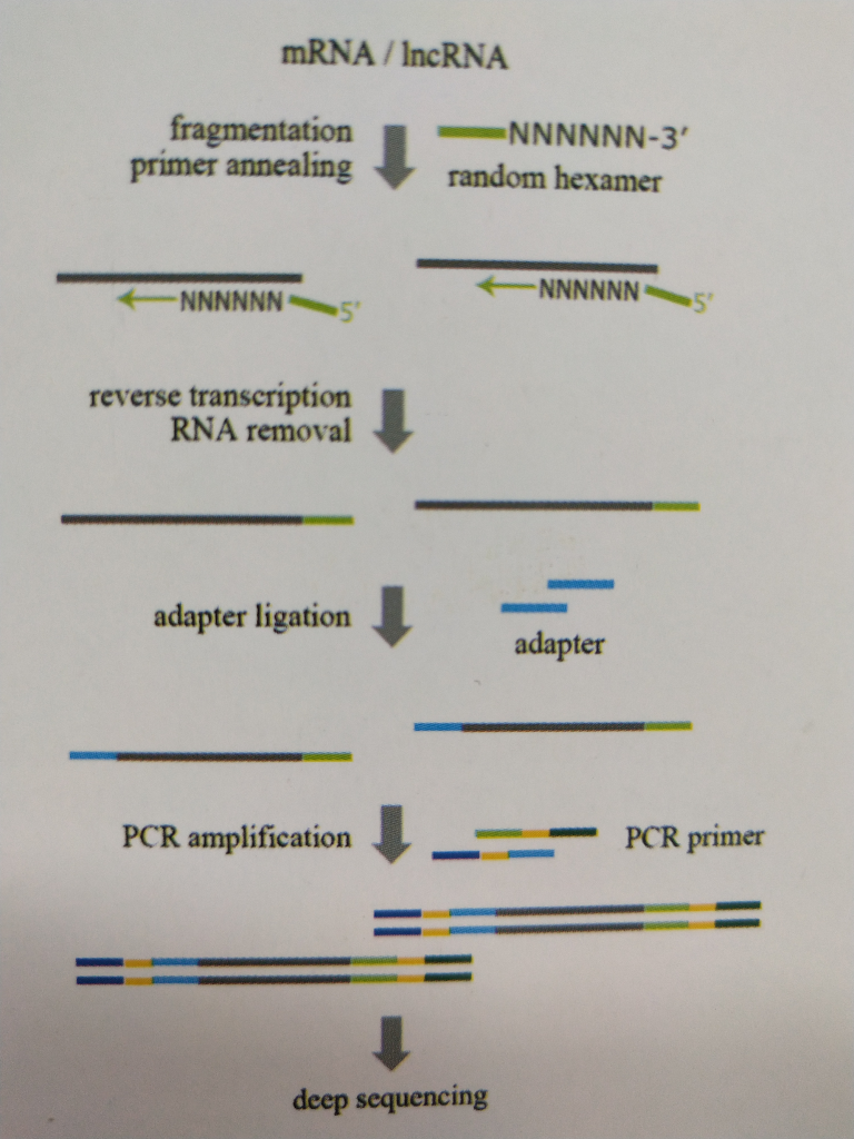 KCTM Total RNA-seq Library Prep Kit for Illumina® mRNA建库试剂盒 NLR086-01