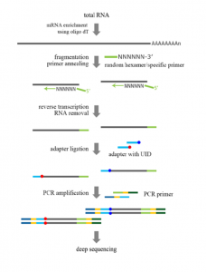 KCTM Stranded mRNA-seq Library Prep Kit for Illumina® mRNA建库试剂盒 NR084-01