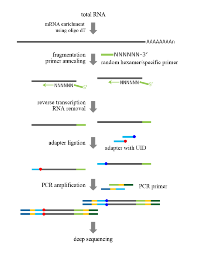 KCTM Stranded mRNA-seq Library Prep Kit for Illumina® mRNA建库试剂盒 NR084-01
