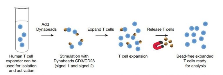 Gibco™ 40203D CTS™ (Cell Therapy Systems) Dynabeads™ CD3/CD28 CTS T细胞活化 ...